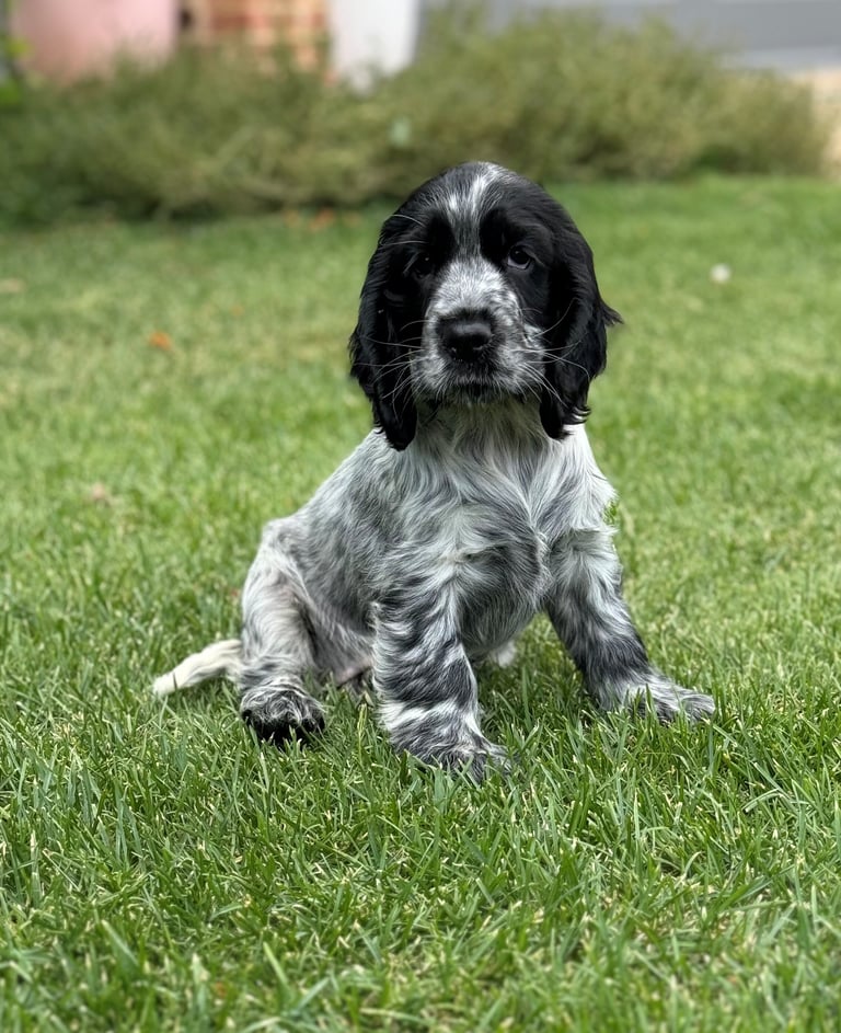 The Joy and Responsibility of Raising a Puppy